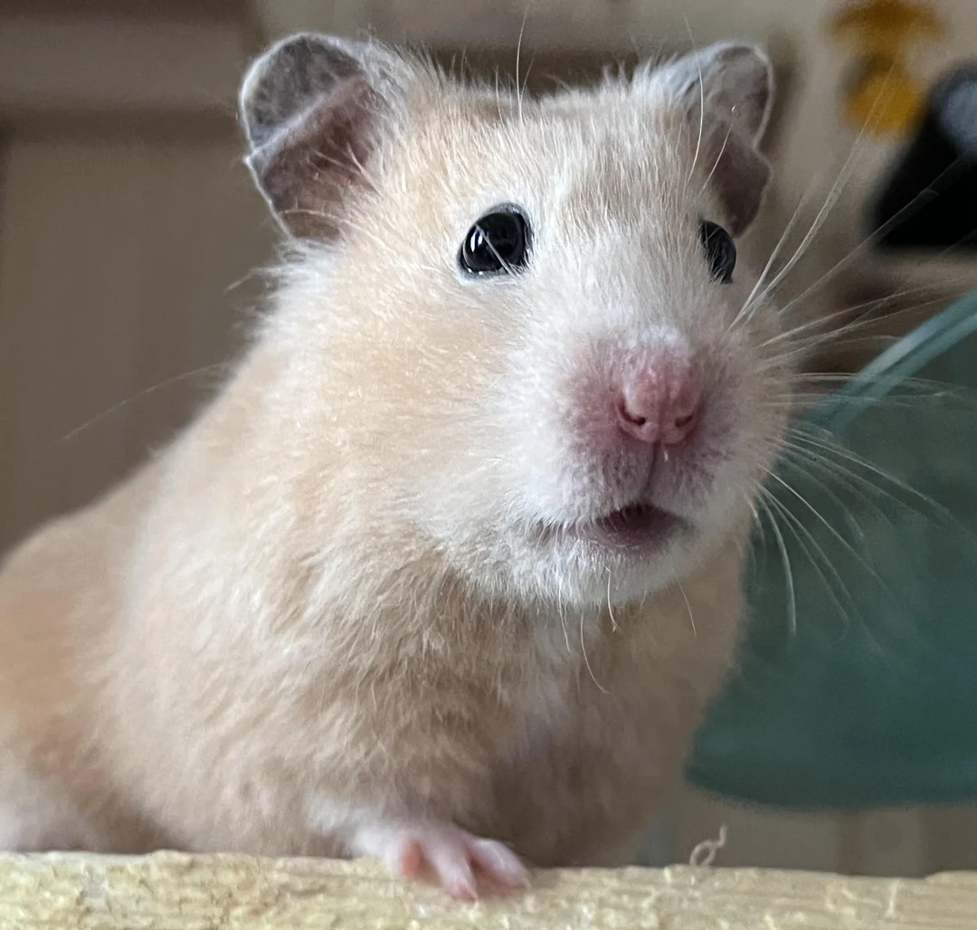 Discover more like Hamsters: My Gerdie ️ ️ and Related Content | Scrolller