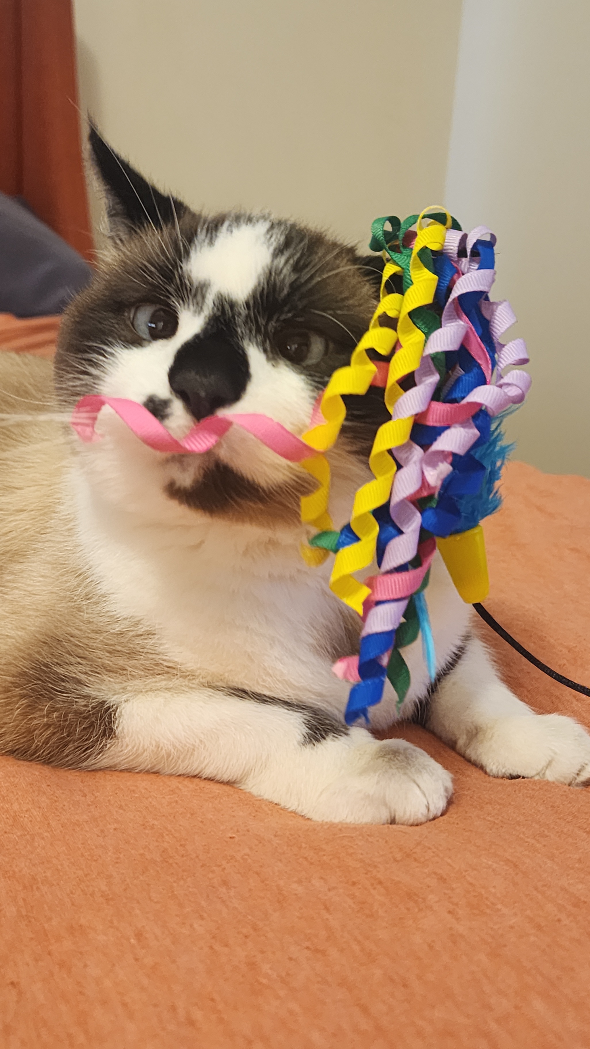 party mustache | Scrolller