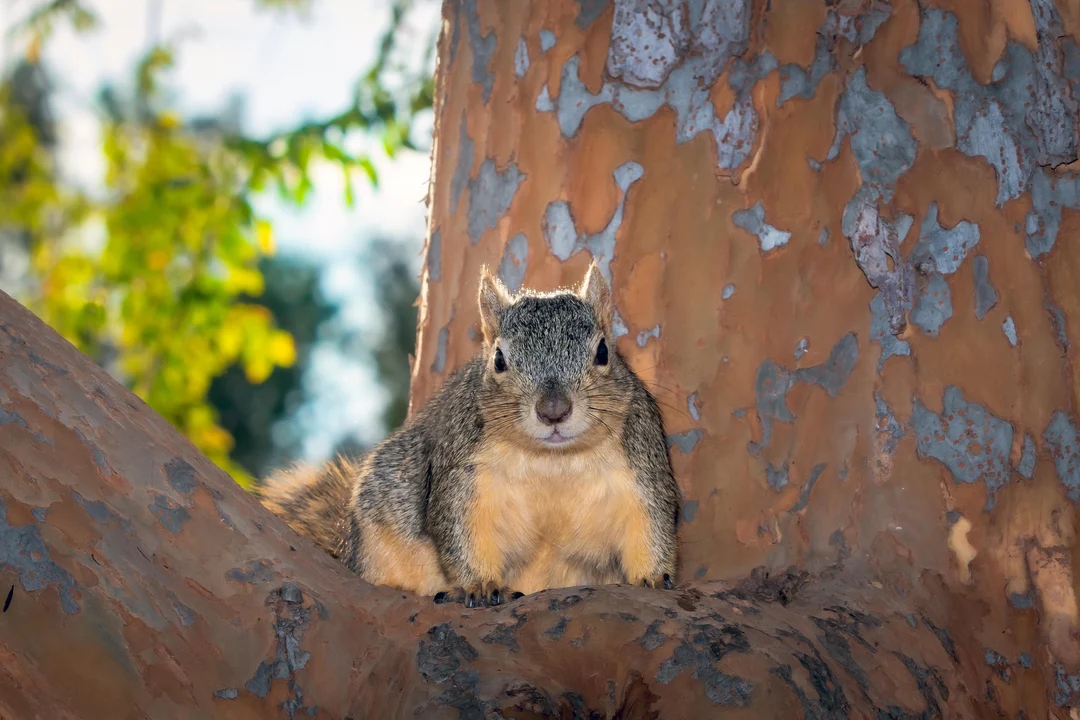 Relaxing at Home, Squirrel | Scrolller