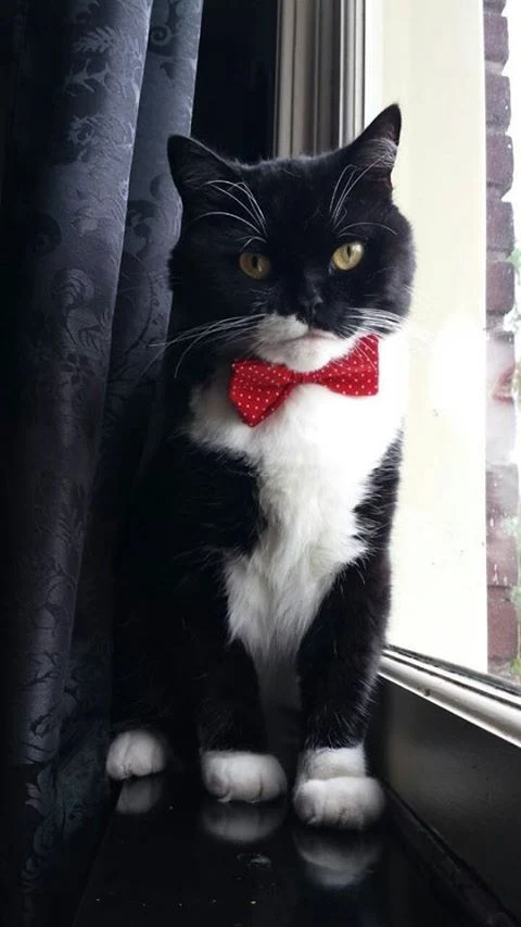 Tuxedo and red bow tie