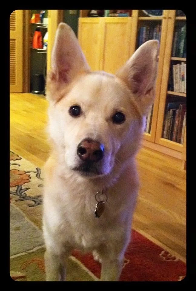 5 years ago today, I lost my buddy Sam. Still hurts. | Scrolller