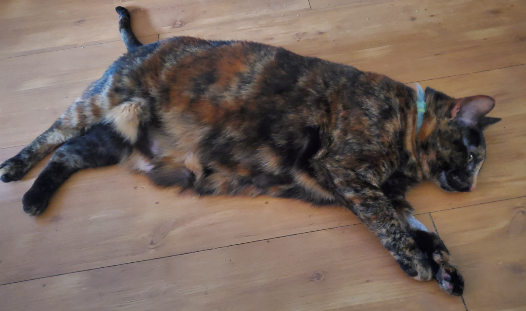 Cleo is high! | Scrolller