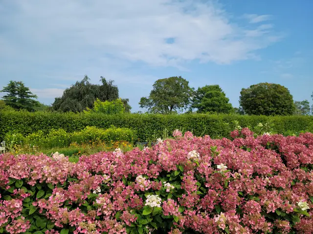 Hydrangeas in the hills | Scrolller