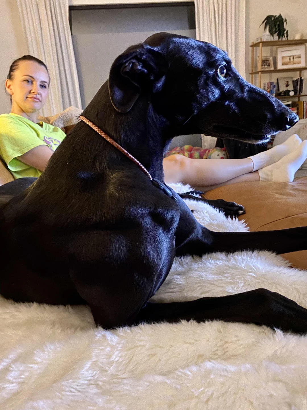 Rex. Feeling BIG. Chilling with couch potatoes | Scrolller