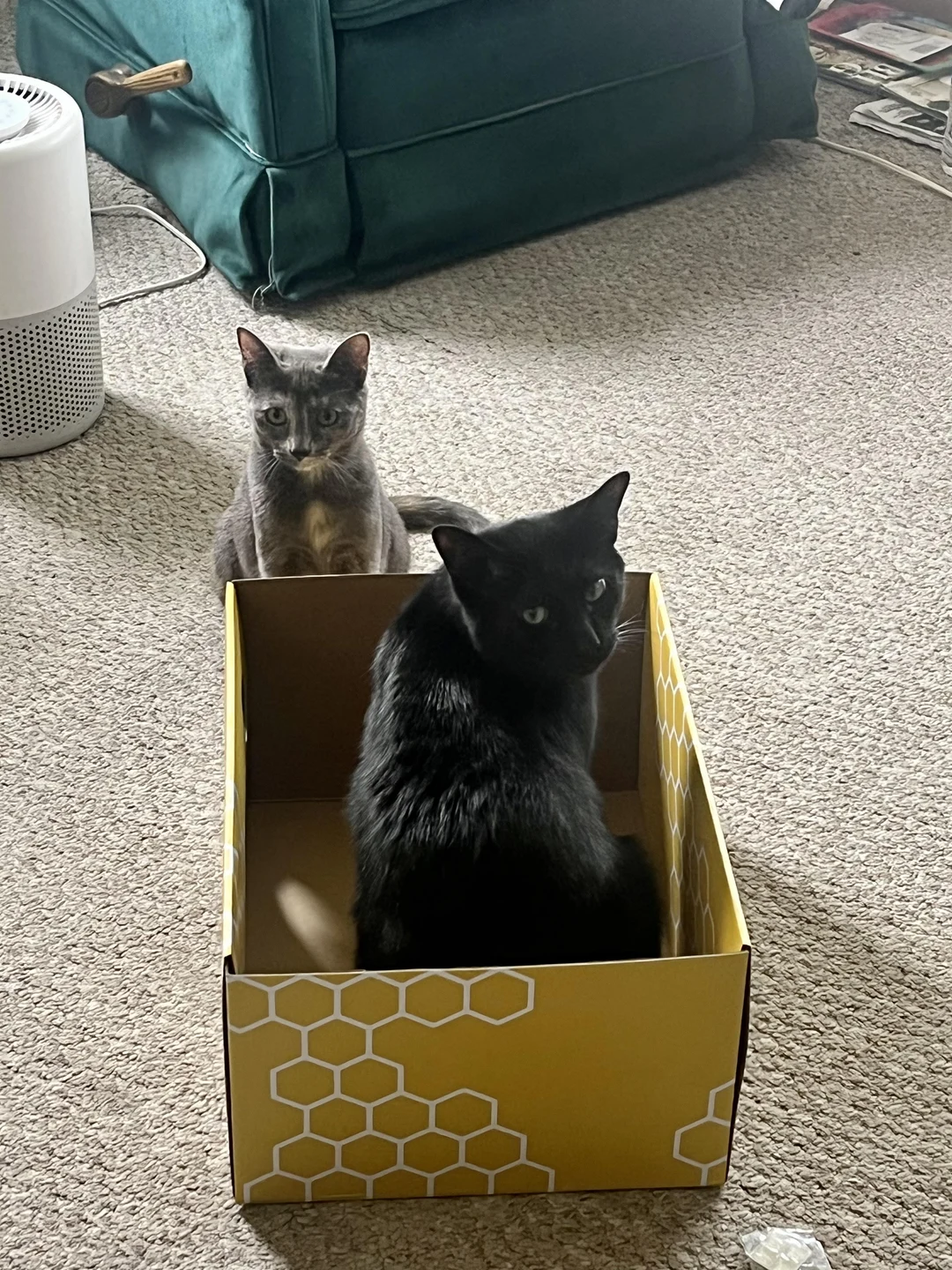 What is it with cats and boxes? lol | Scrolller