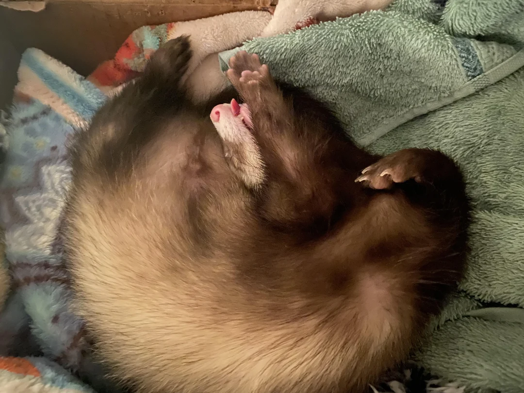 Am I the only one that wishes I could sleep as good as my ferrets do? 🤔 | Scrolller