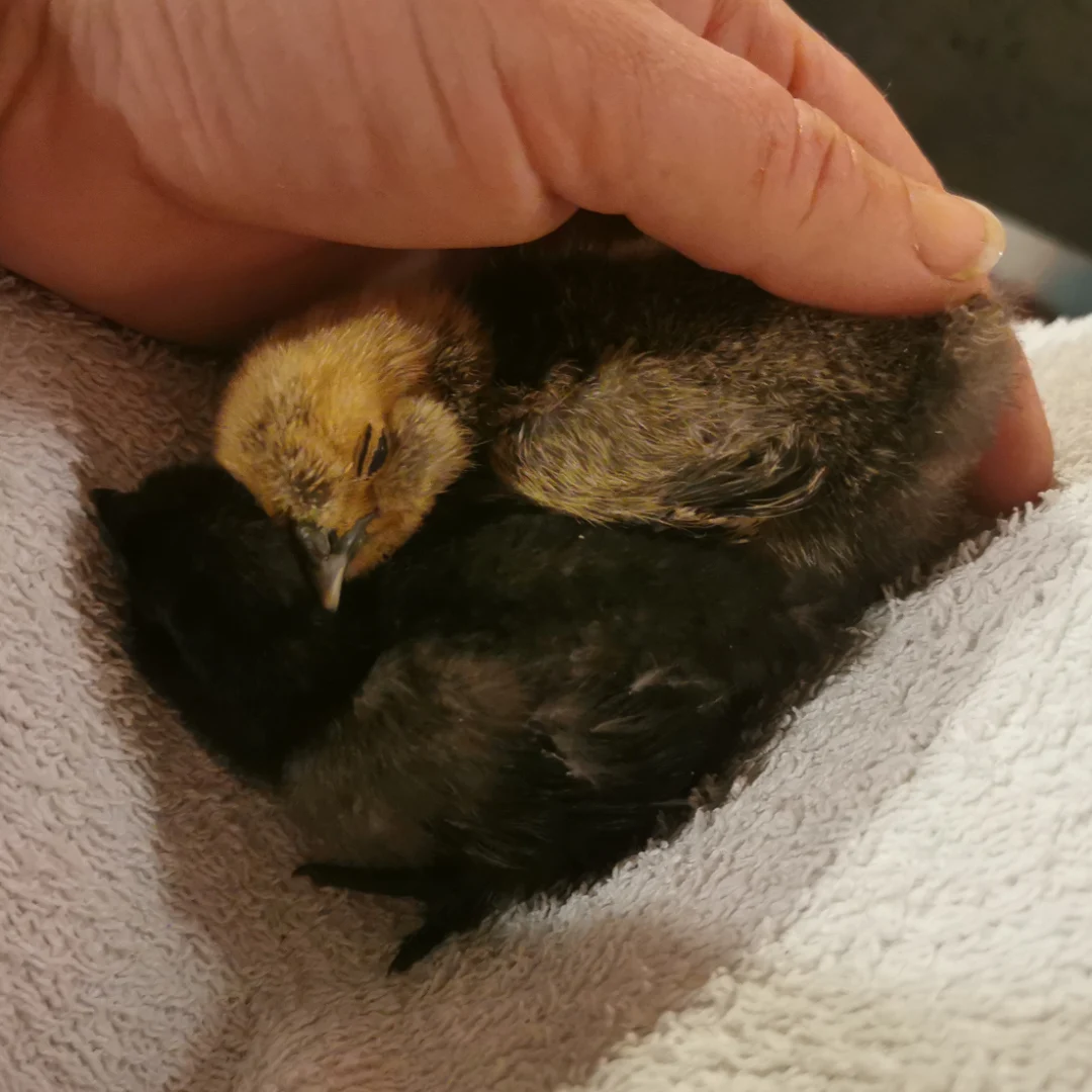 Week old chicks snoozing | Scrolller