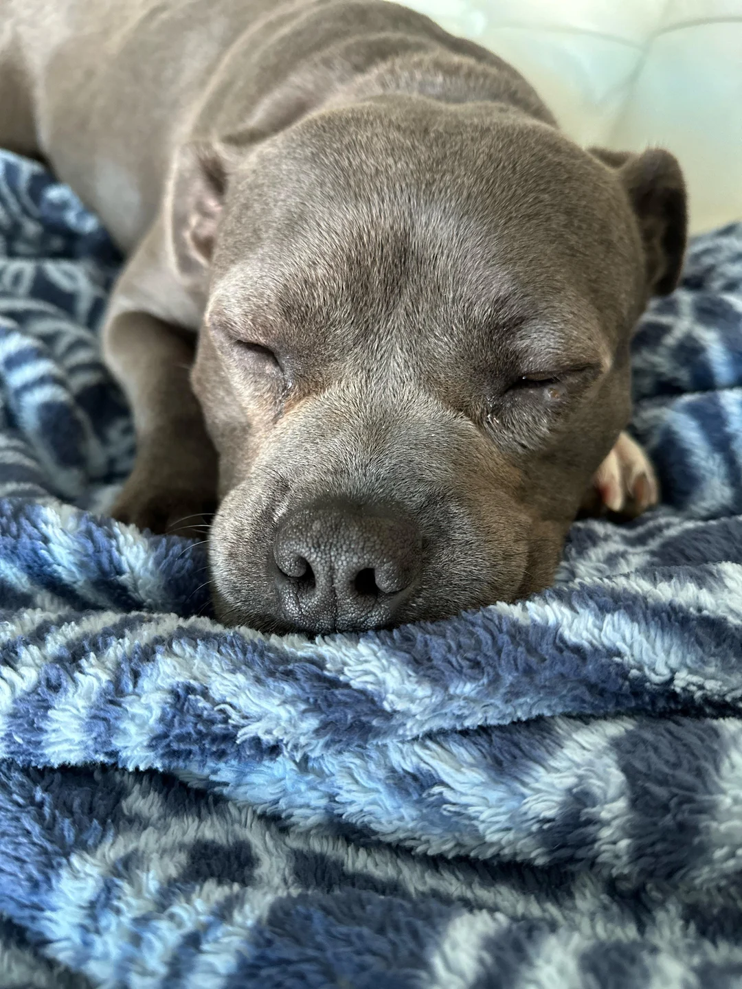 Boop my cute dog’s nose | Scrolller