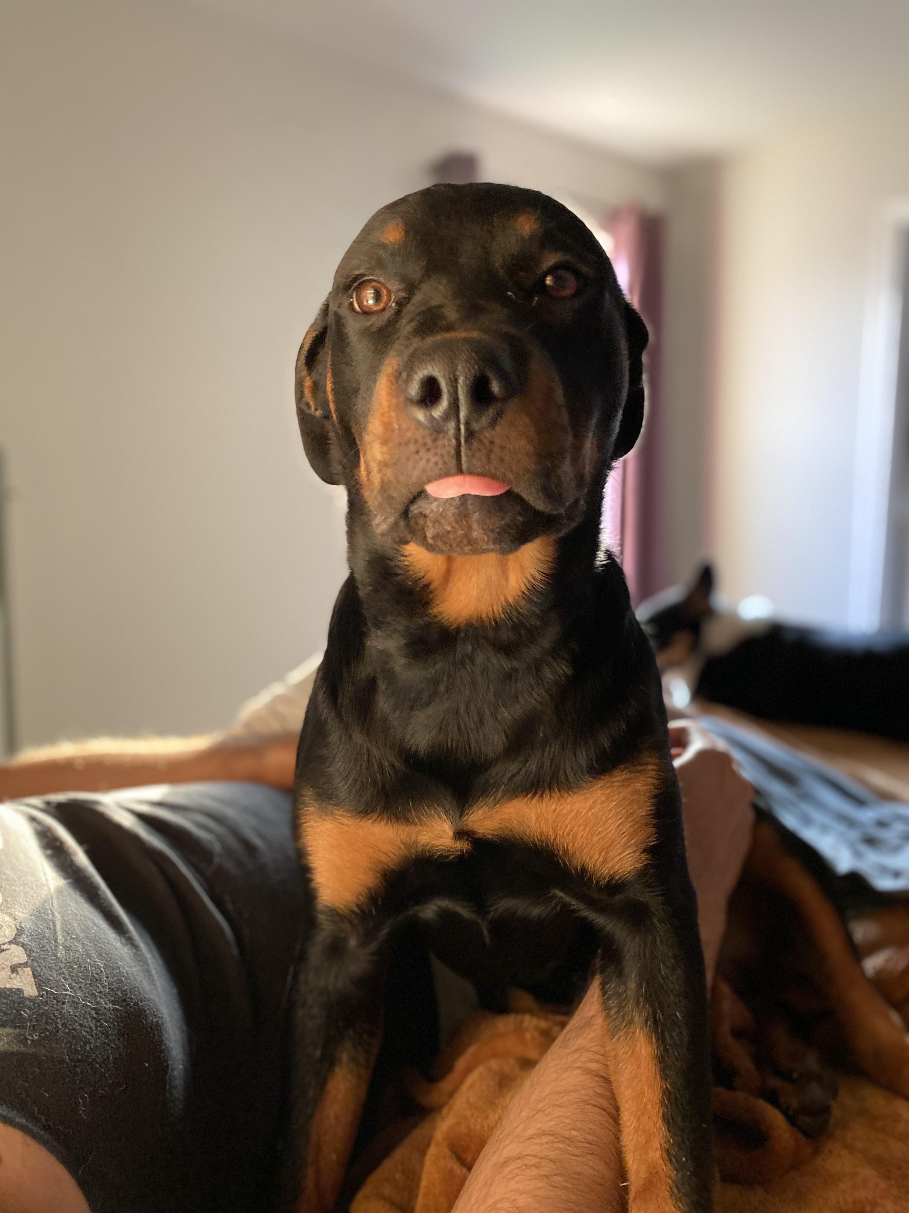 A vicious blep | Scrolller