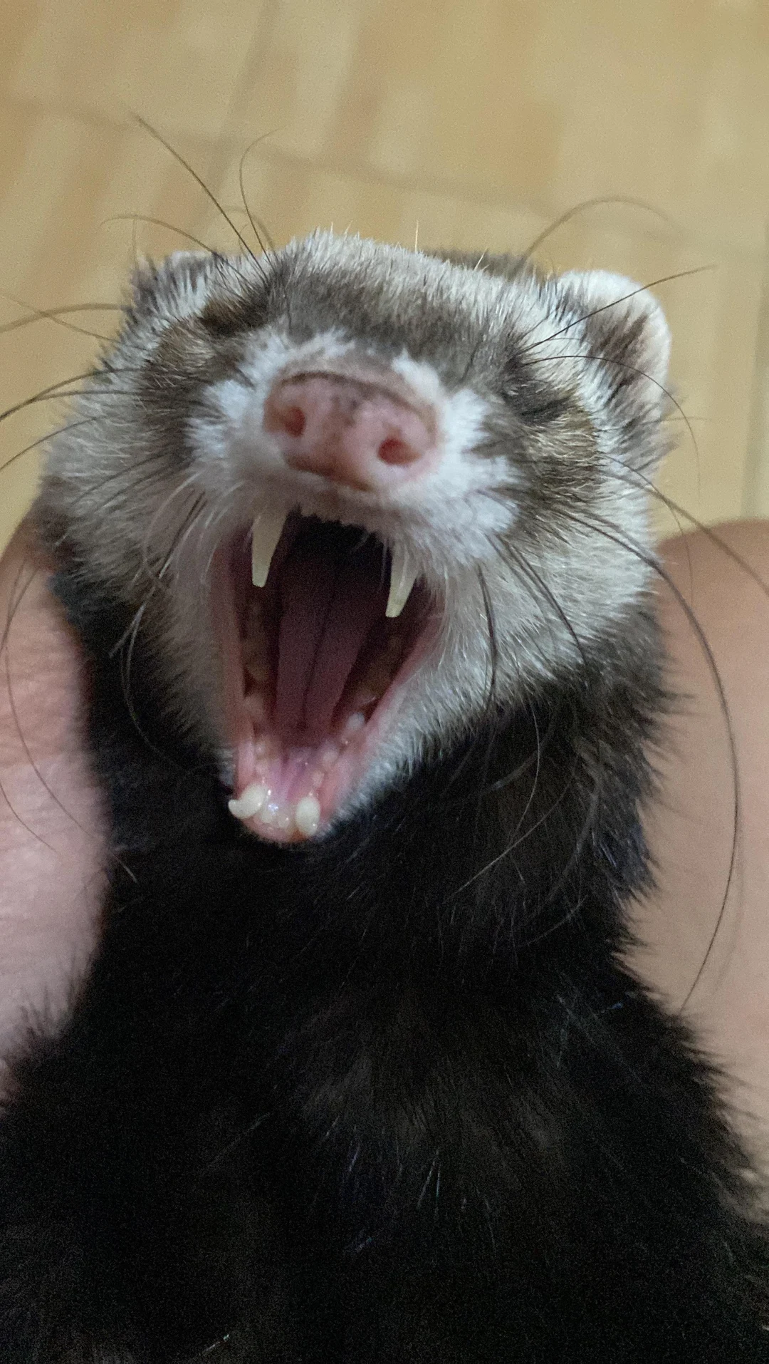 Discover more like Ferrets: sleepy baby and Related Content | Scrolller