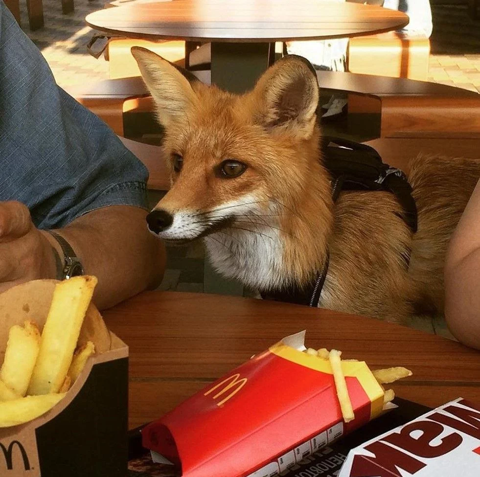 Gimmi a french fry! | Scrolller