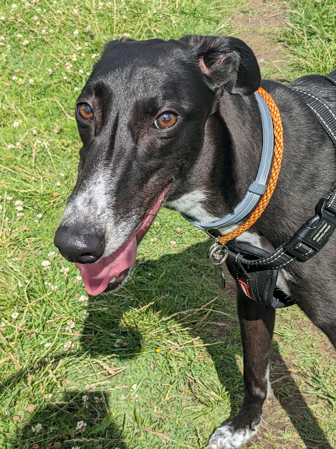 My noodle comes back home today from her doggy holiday | Scrolller