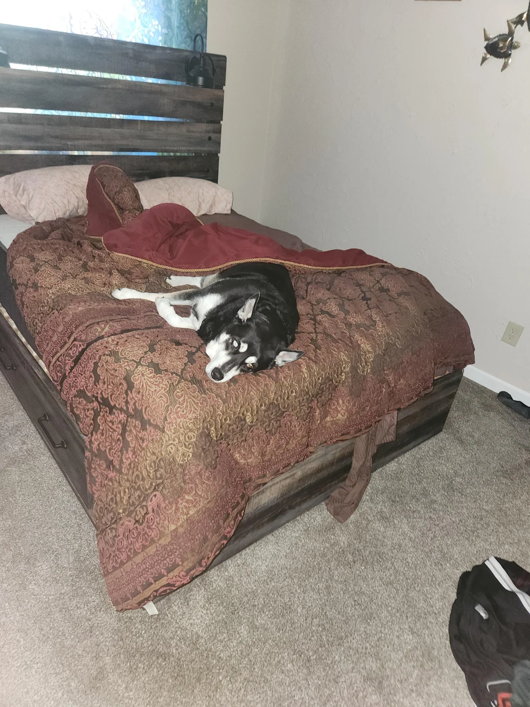 I had to get on a work zoom meeting, and came back to him "just keeping the bed warm" for me ...