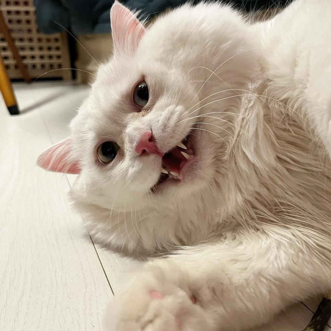 Such a face. Fed, played, stroked - satisfied | Scrolller