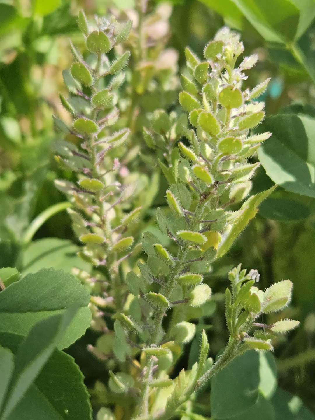 What kind of tucson weed is this? | Scrolller