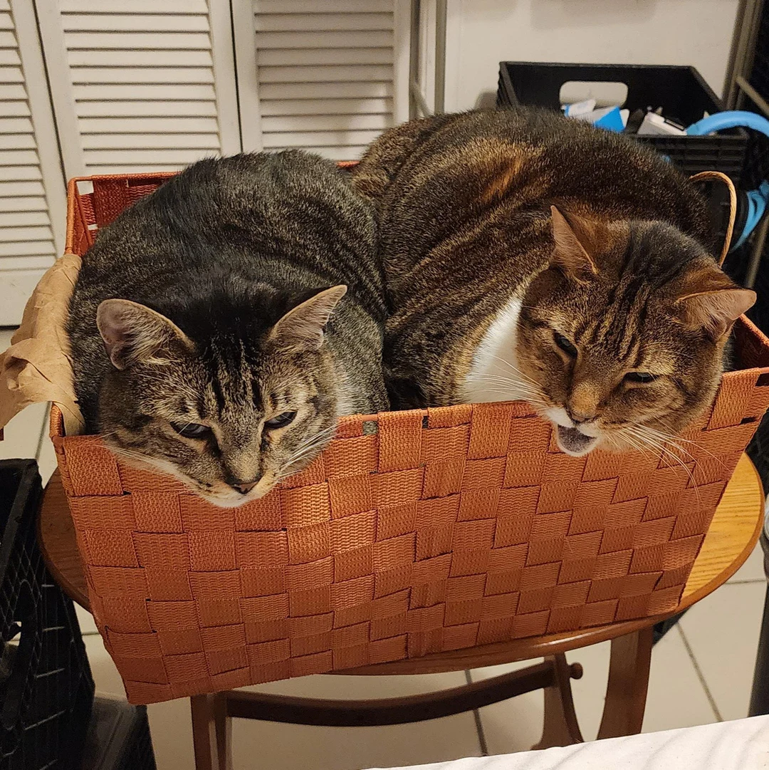 two in one trap! | Scrolller