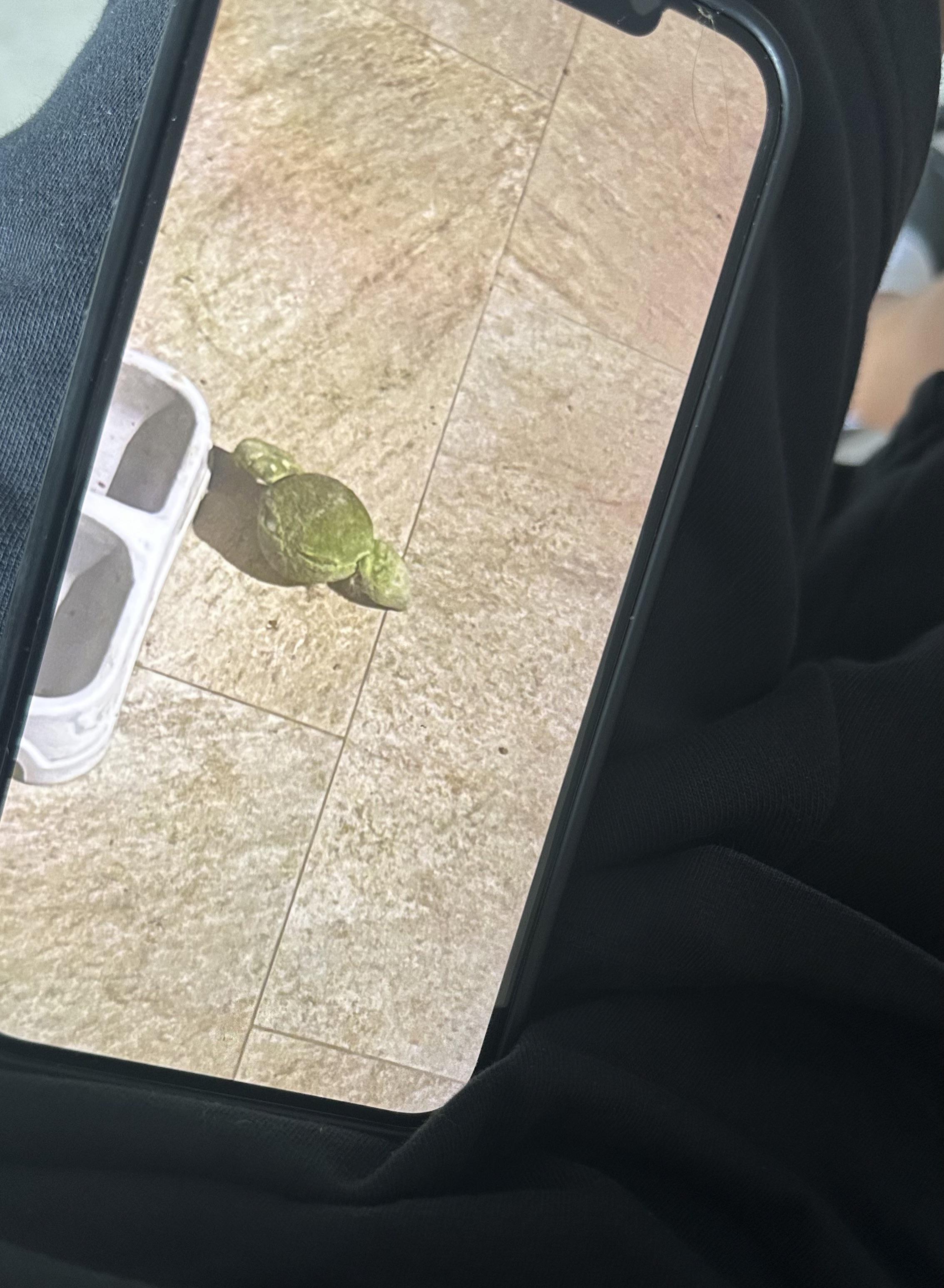 Ce este? | Scrolller