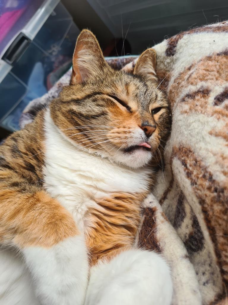 blep 👅 | Scrolller