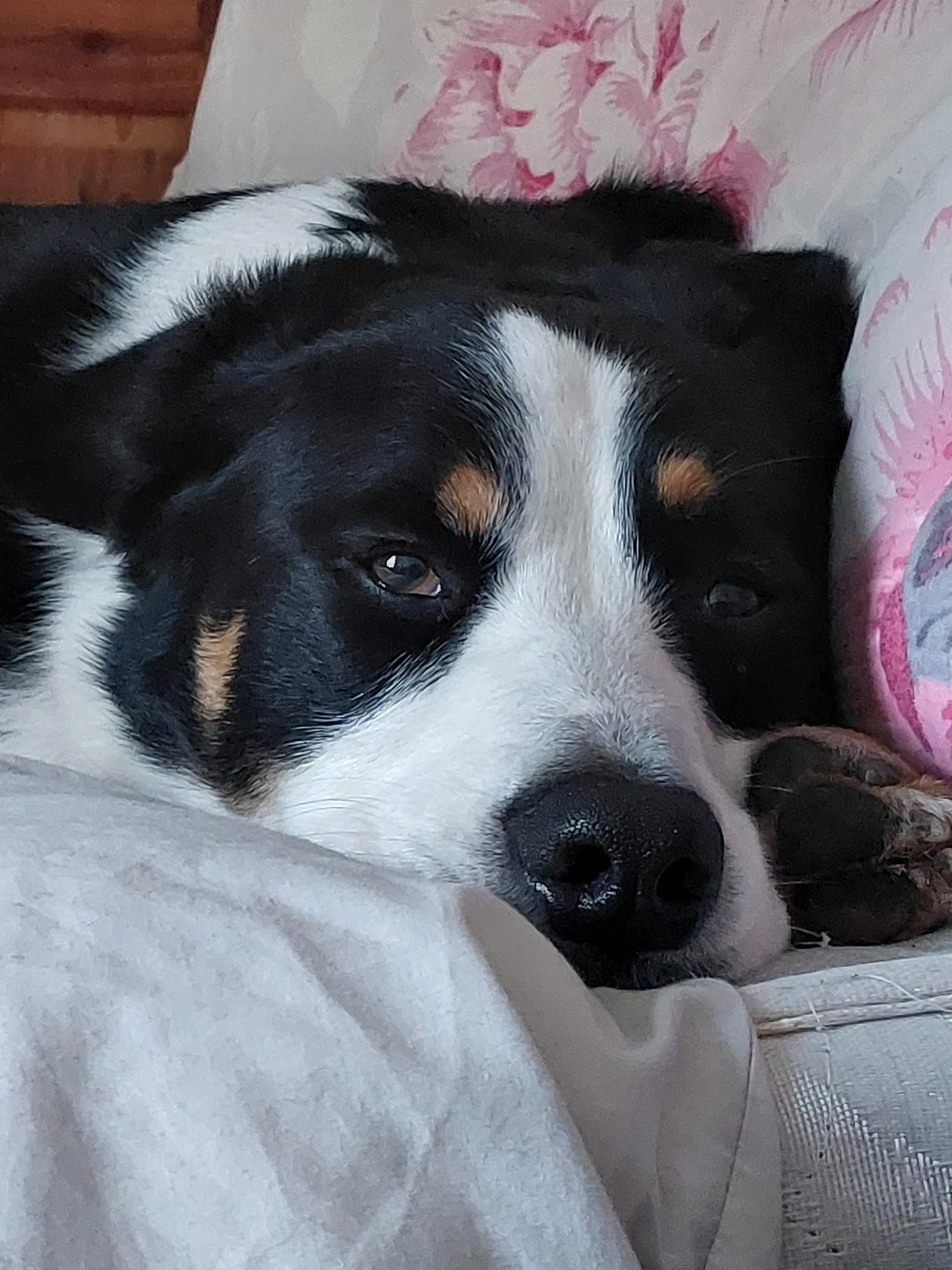 My Little Big Ted. [Male Bordernese 3 years old] | Scrolller