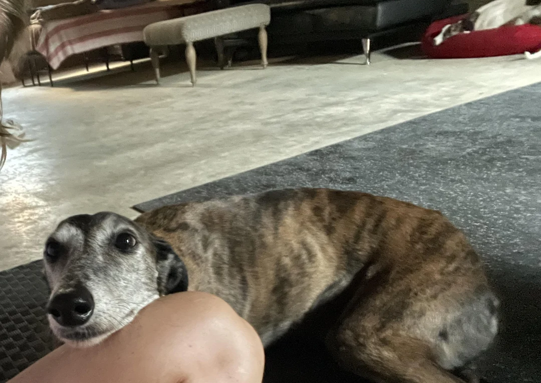 Discover more like Greyhounds: snugs and Related Content | Scrolller