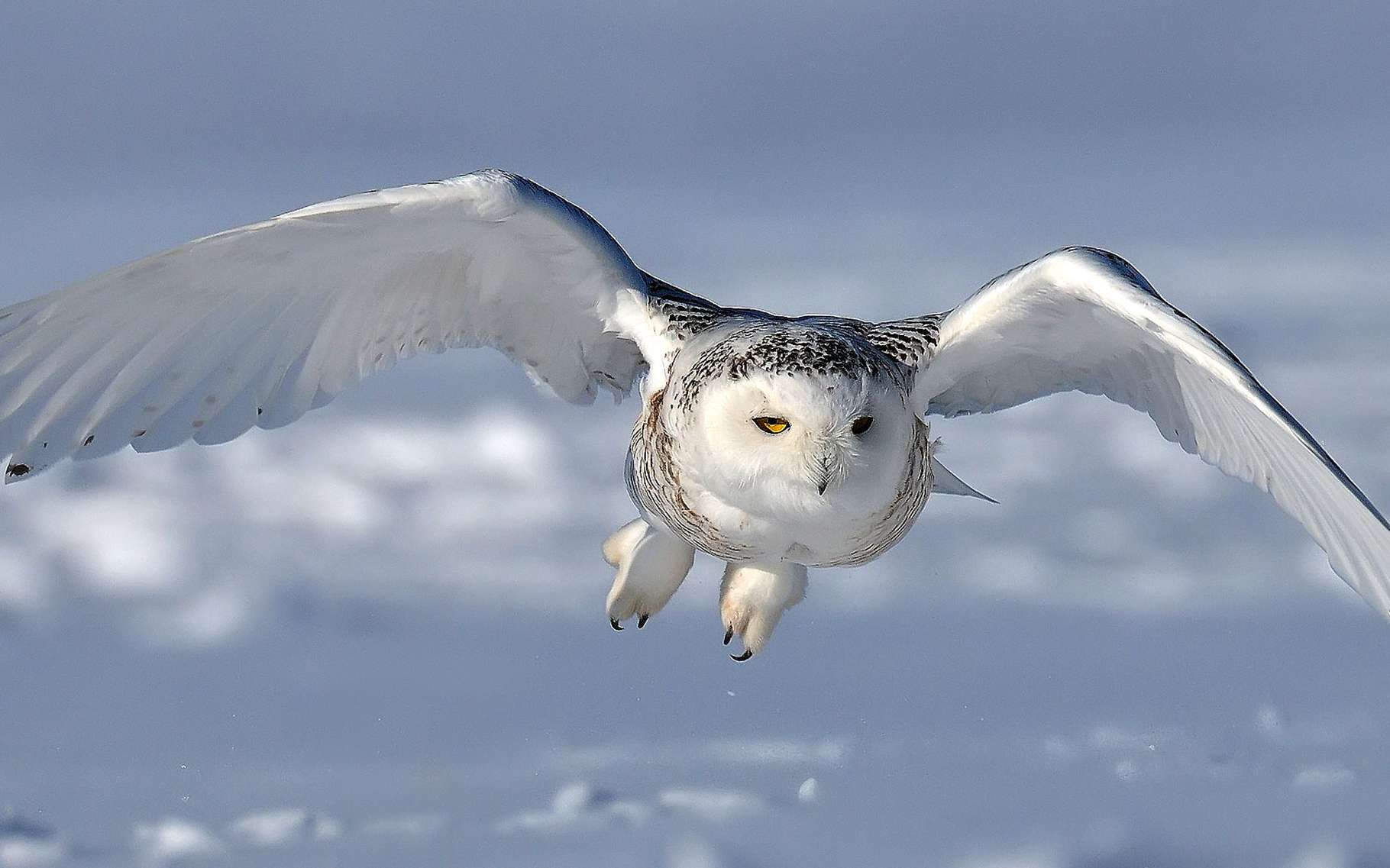 Discover more like Owls: Snowy owl and Related Content | Scrolller