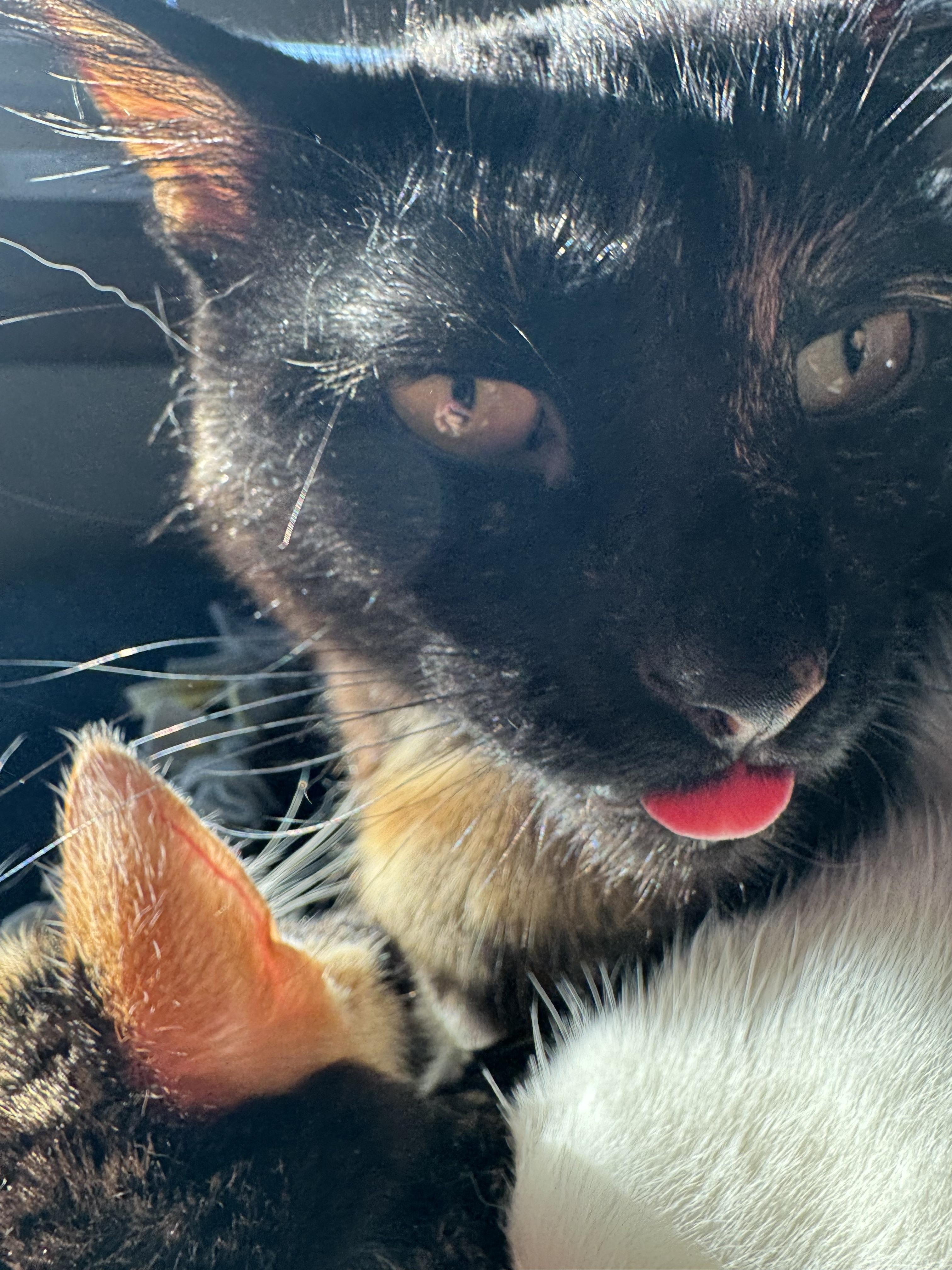 Caught a pretty good Blep from Pancake 🥞 | Scrolller