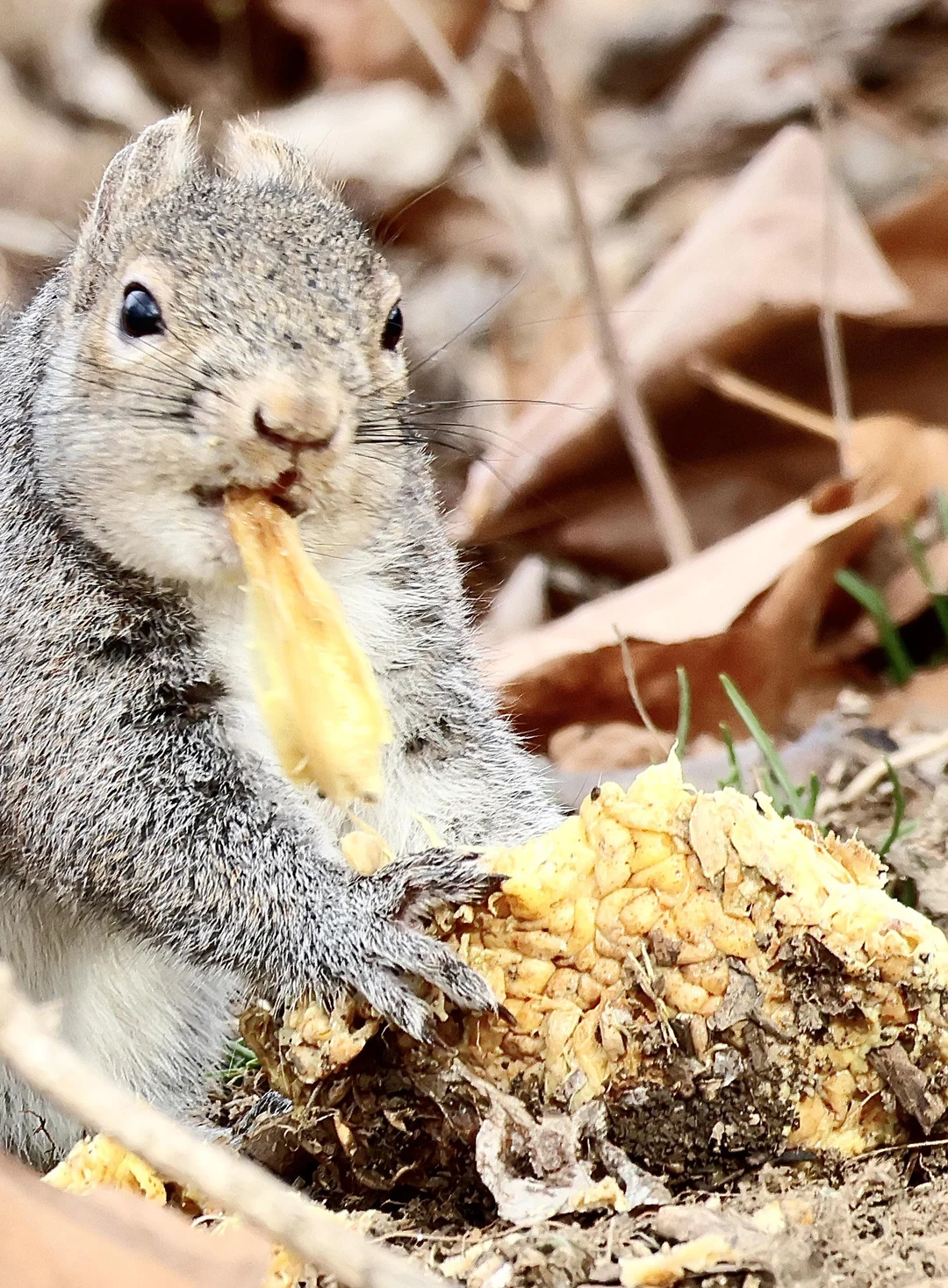 Discover more like Squirrels: Squirrel . and Related Content | Scrolller