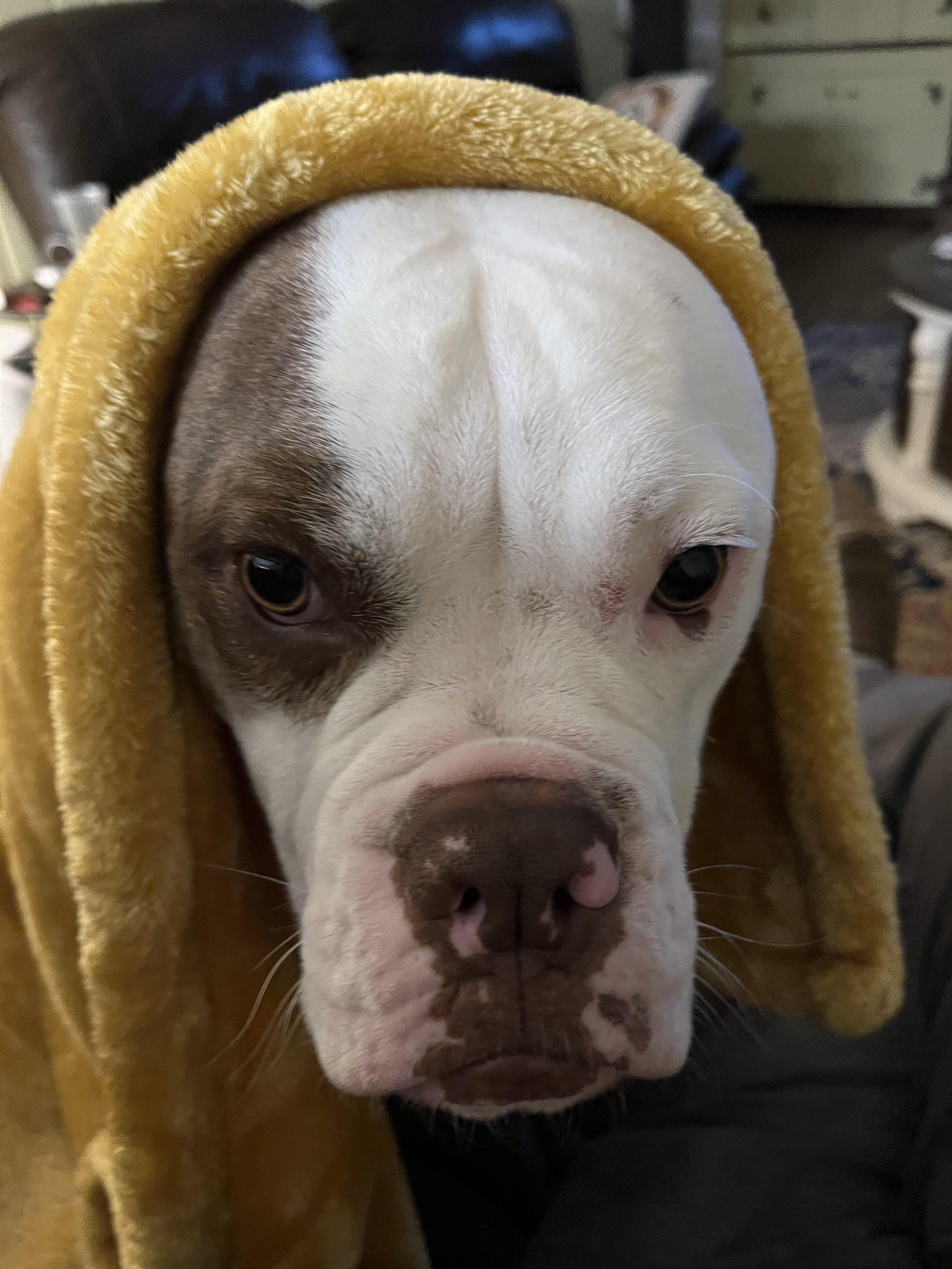 Meatpie thinking about a nappy | Scrolller