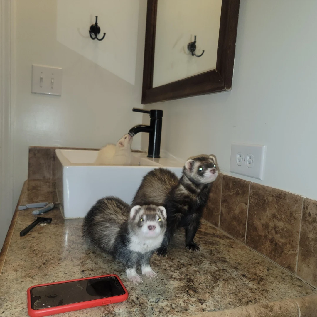 Rate my ferrets | Scrolller