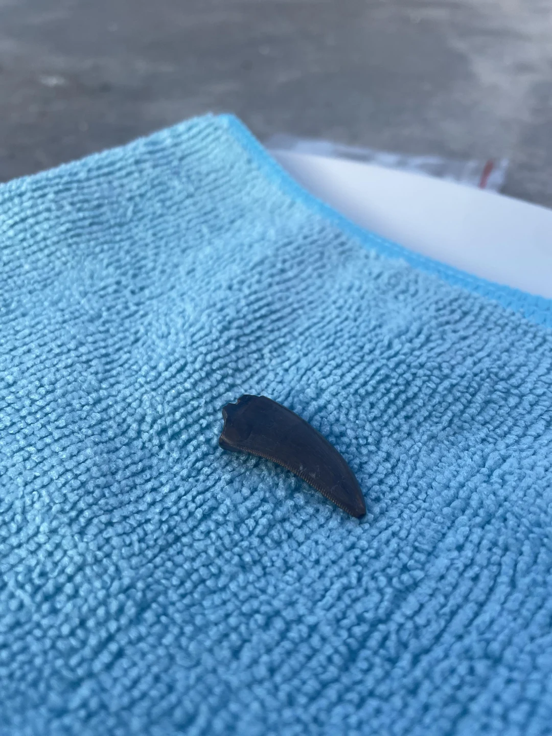 Nanotyrannus Tooth | Scrolller