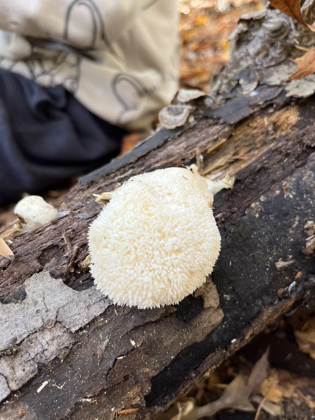 Lil yummy spike ball | Scrolller