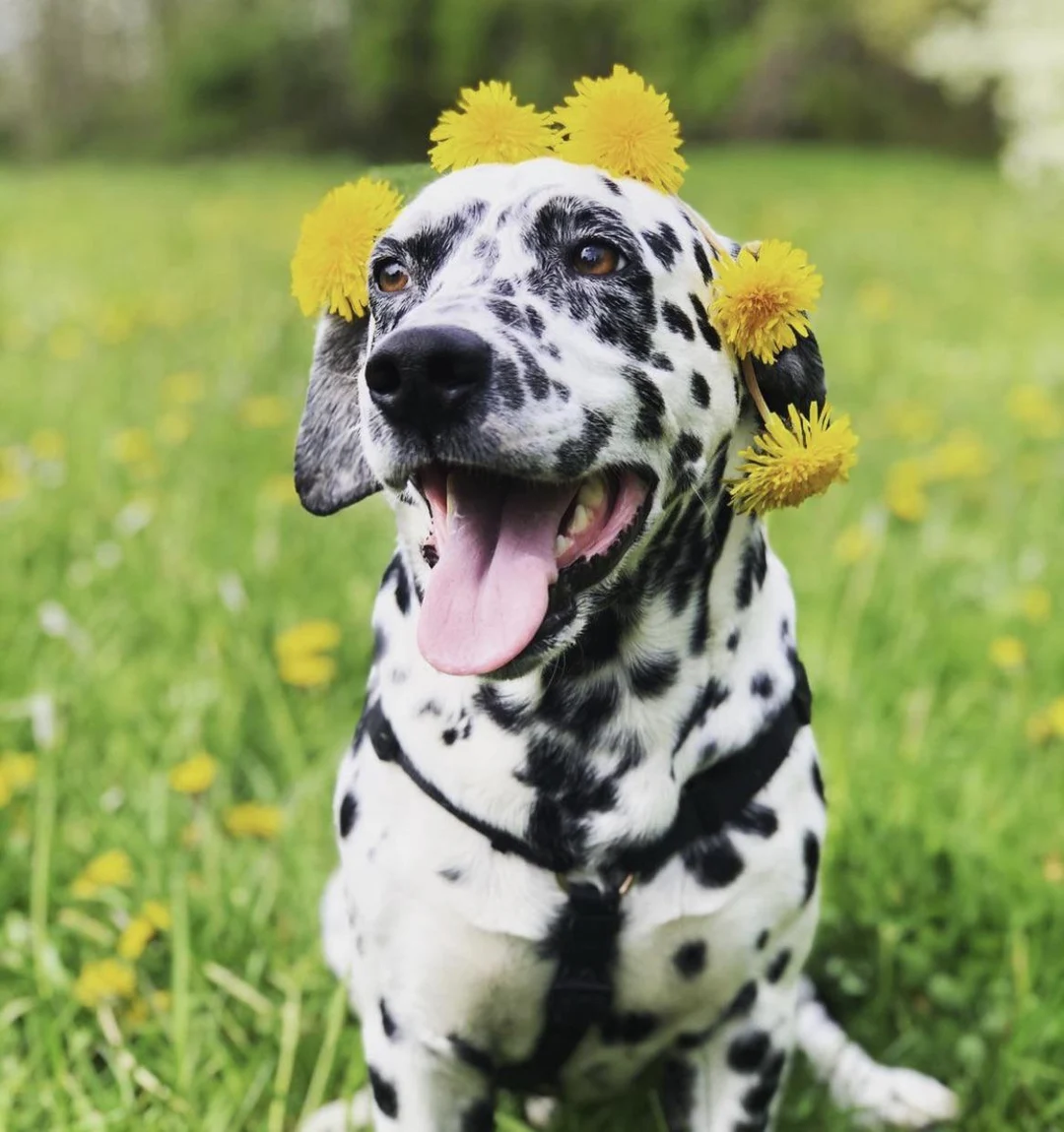 Dino is very proud of his flower crown 🌼 | Scrolller