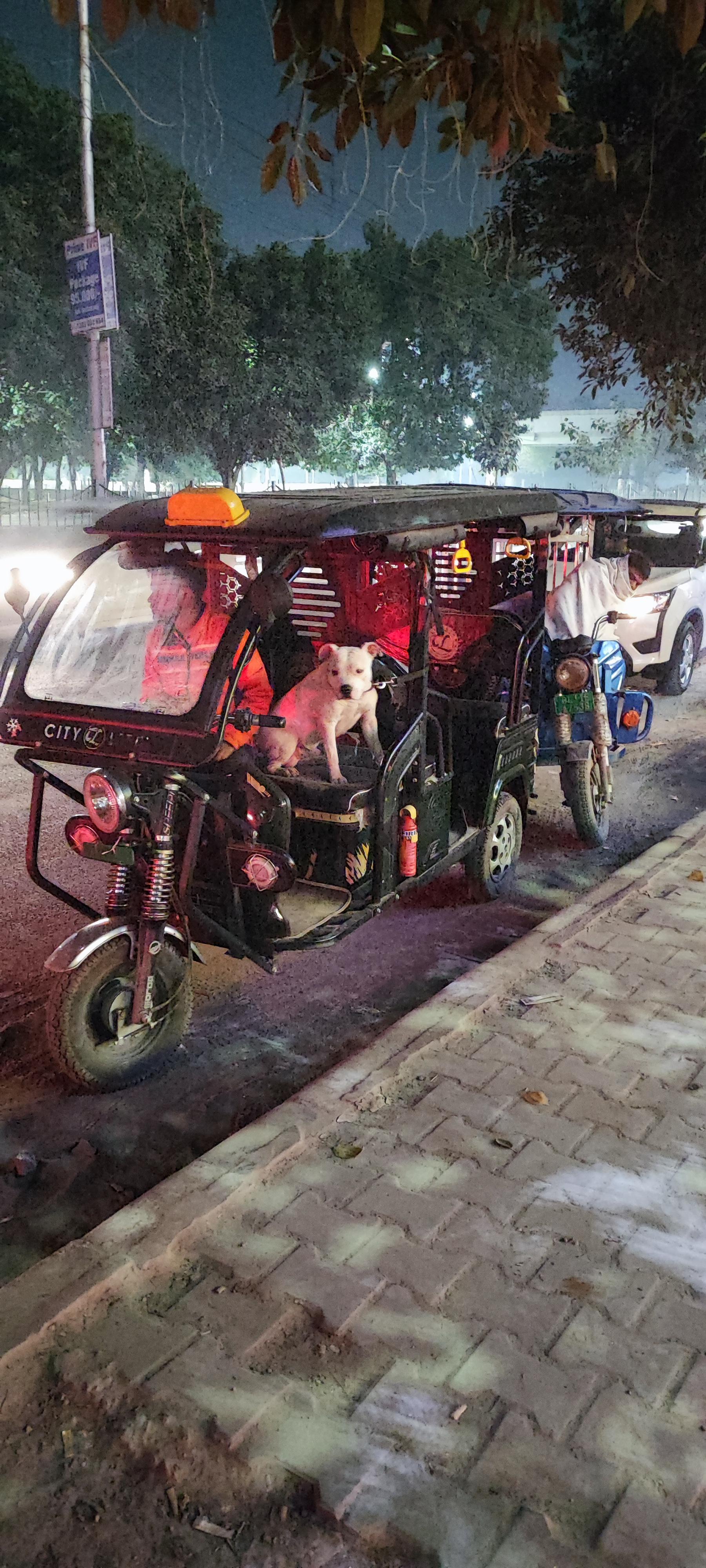 Public transport doggo | Scrolller