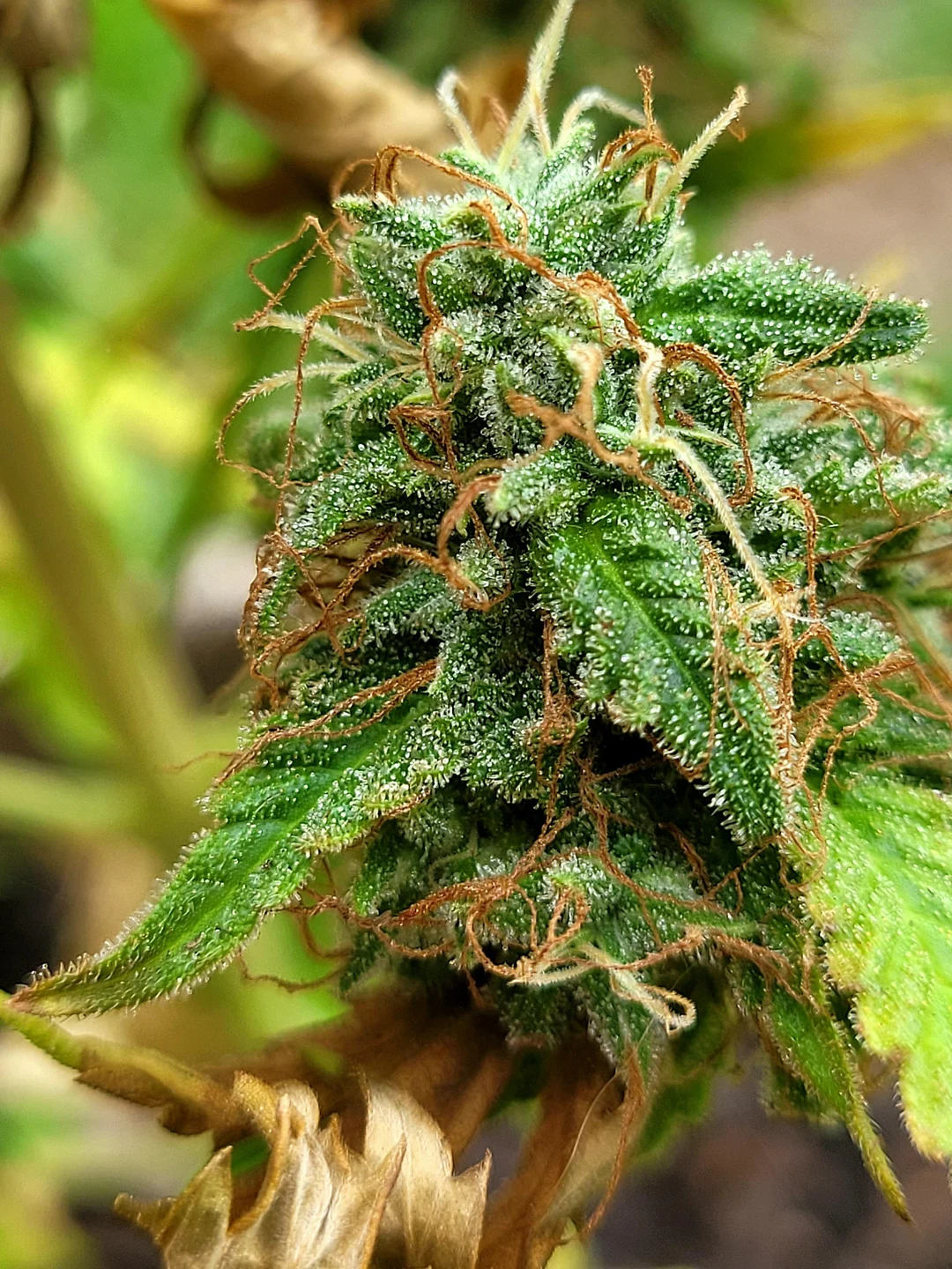 got a picture of this bud absolutely covered in trichomes | Scrolller