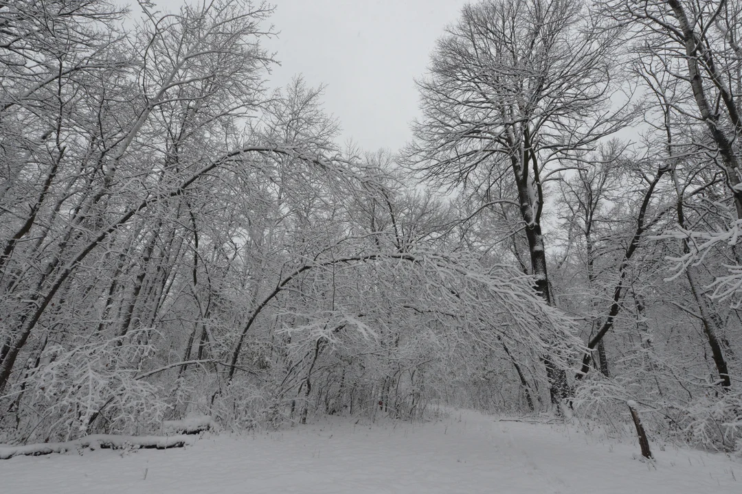 Snowy forest | Scrolller