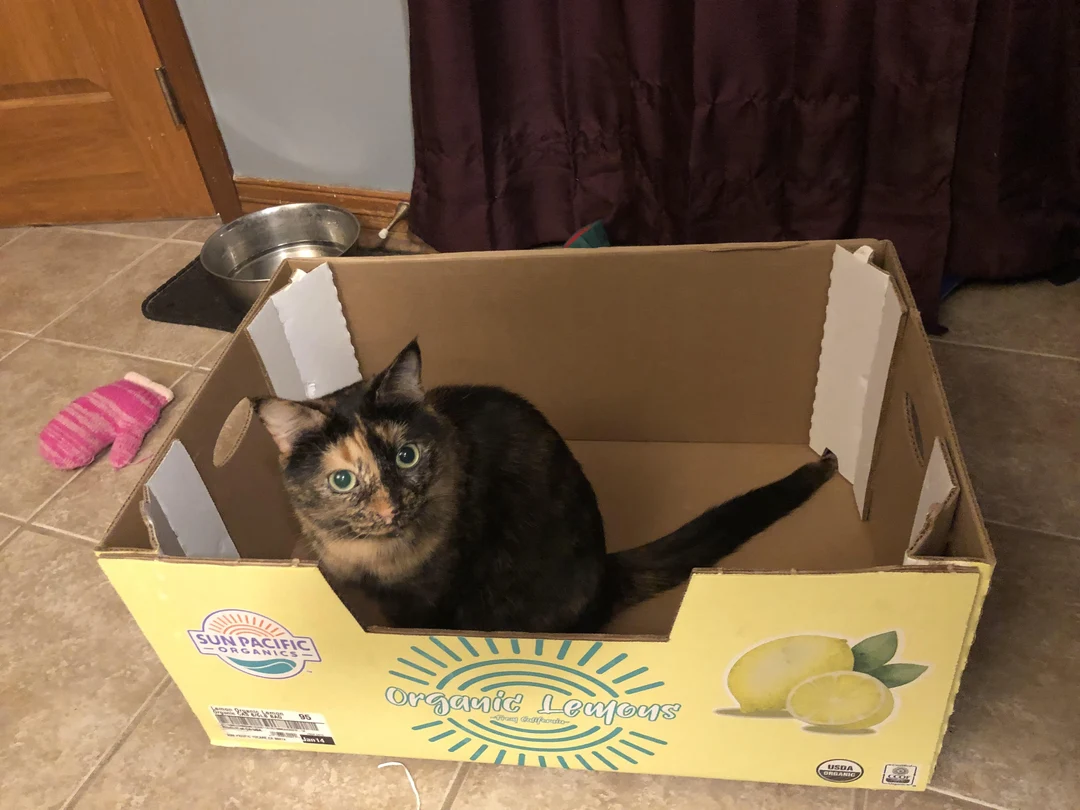 My newly acquired Costco cat trap was immediately successful! | Scrolller