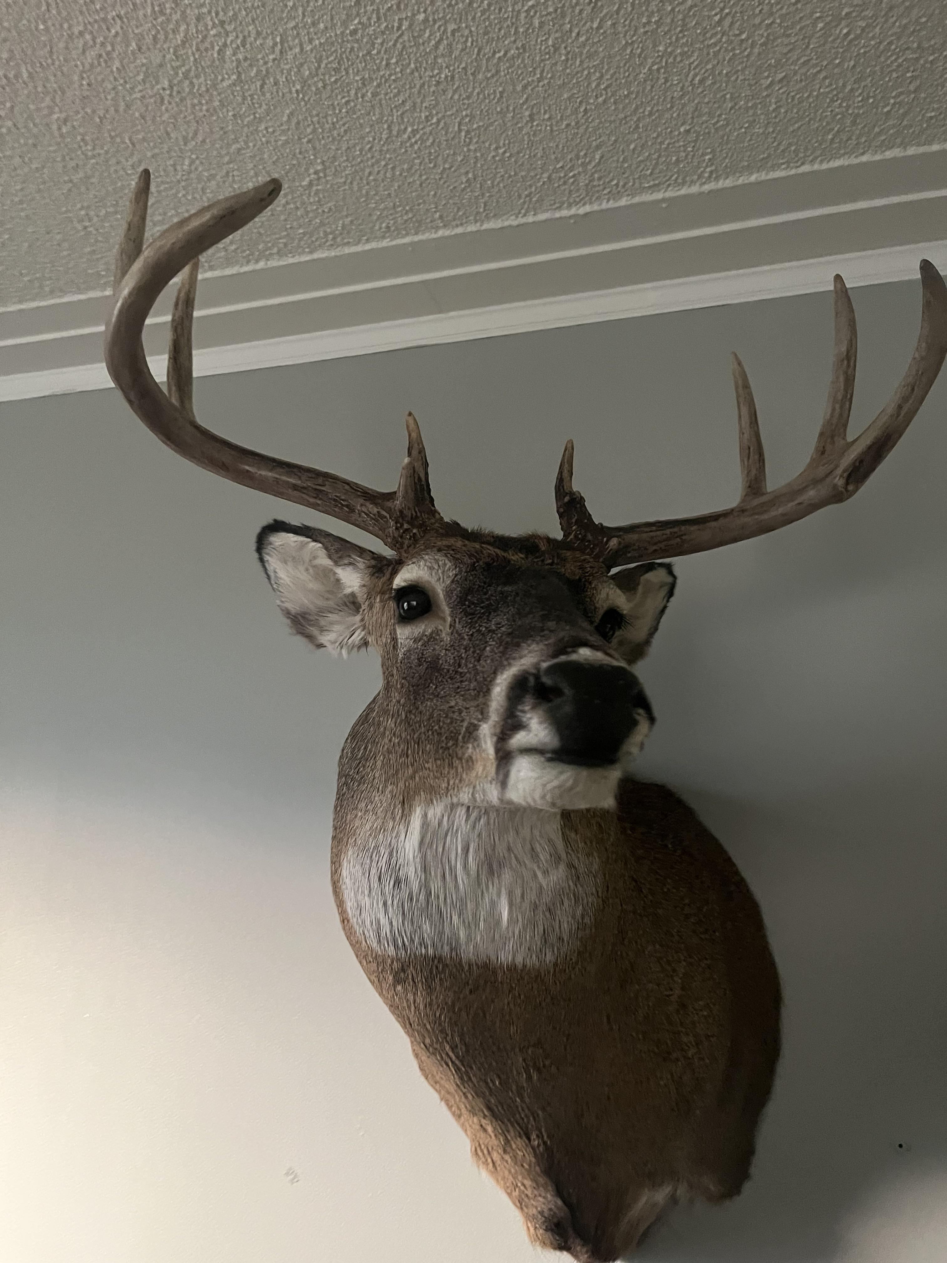 2022 whitetail back 😁 | Scrolller
