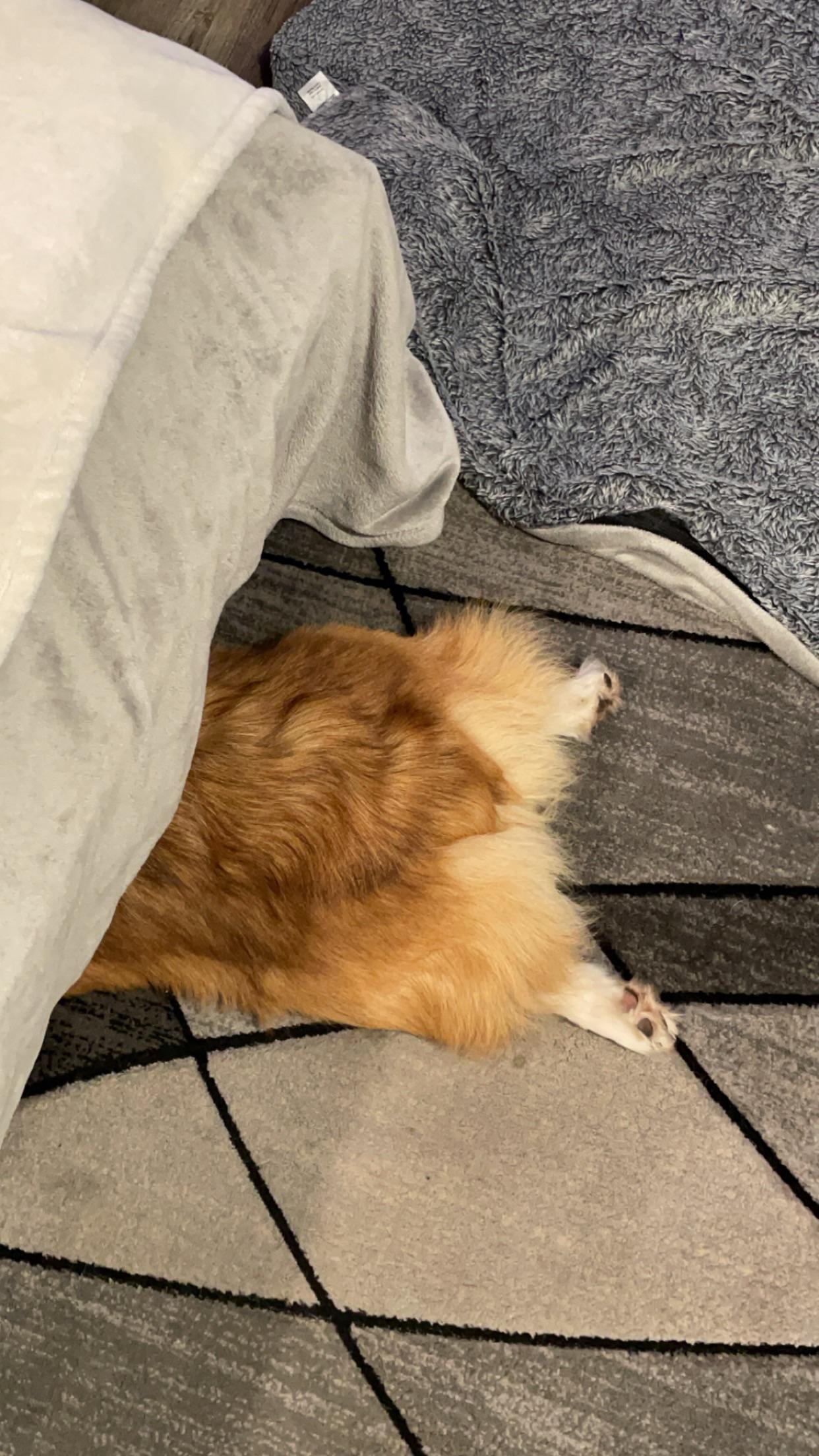 Undercover sploot | Scrolller
