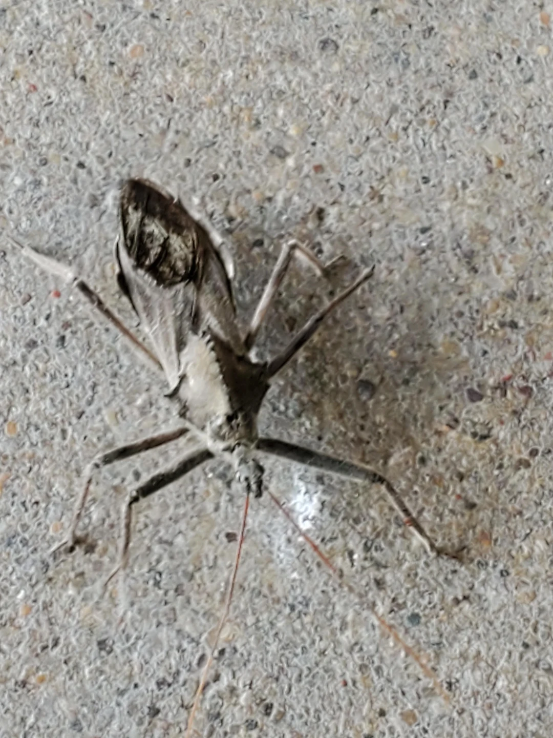 Four spurred assassin bug. | Scrolller