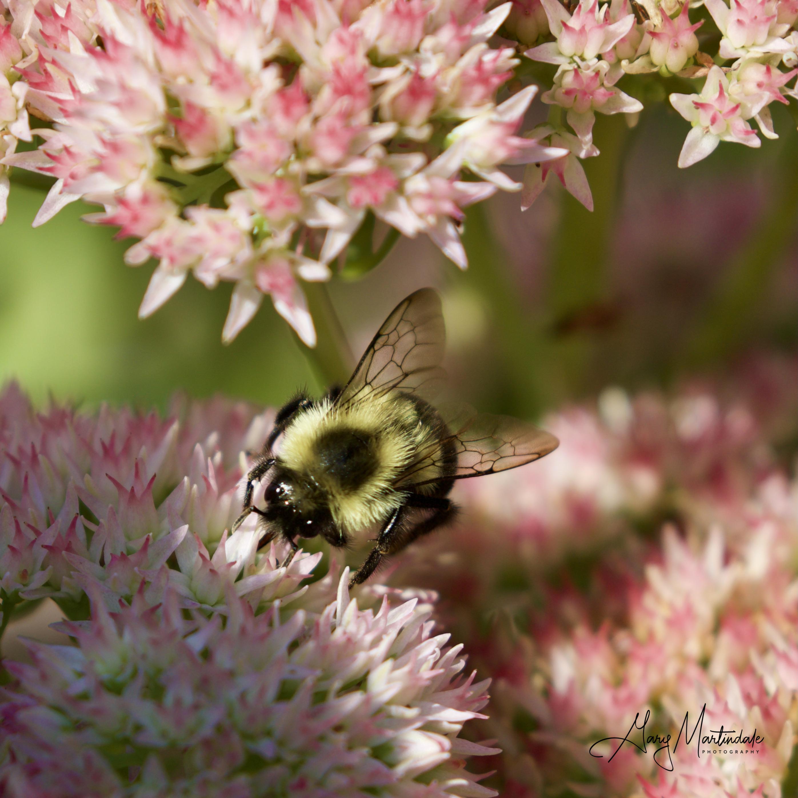 Bumblebee | Scrolller