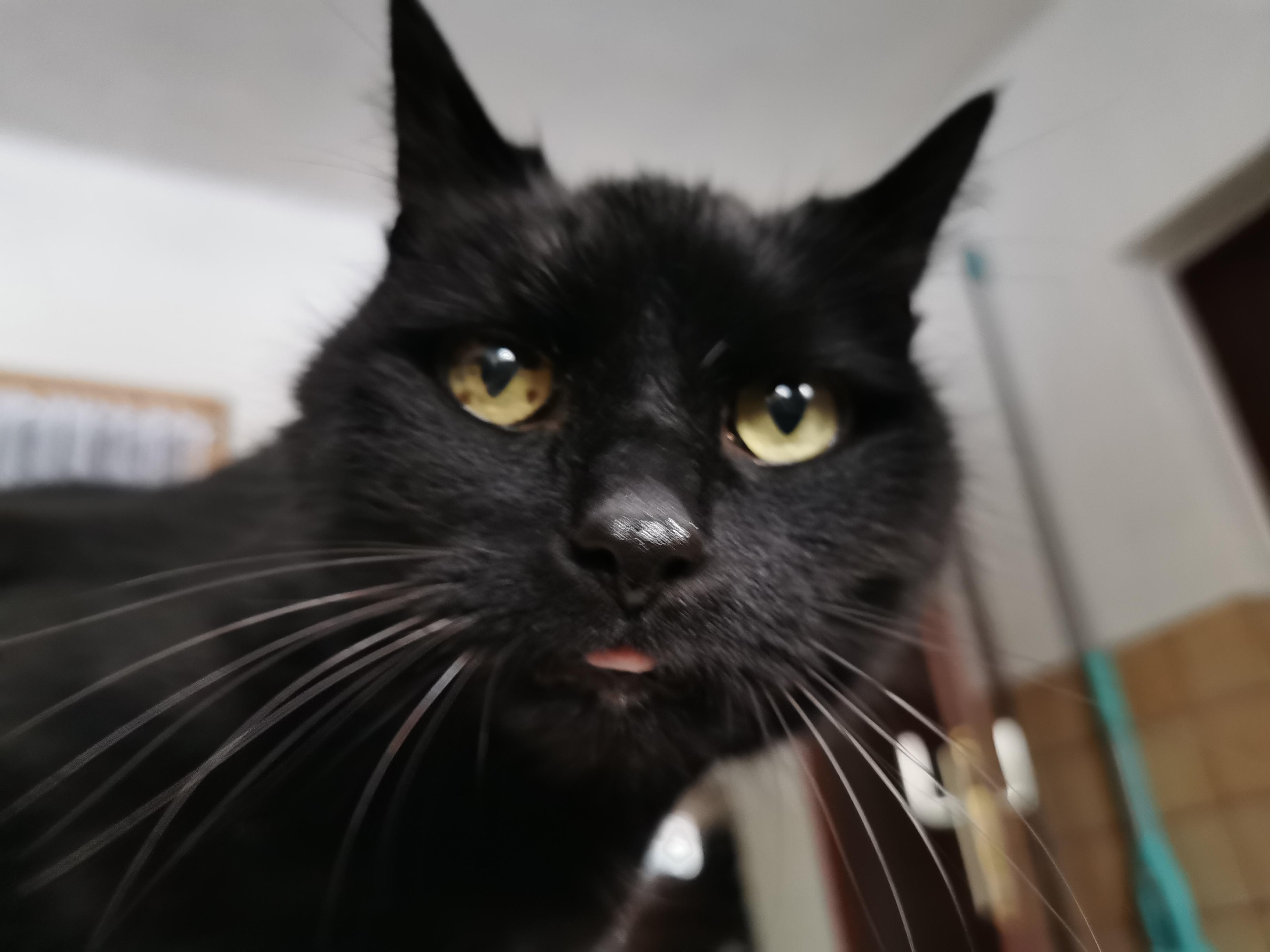 Again a very smol blep | Scrolller