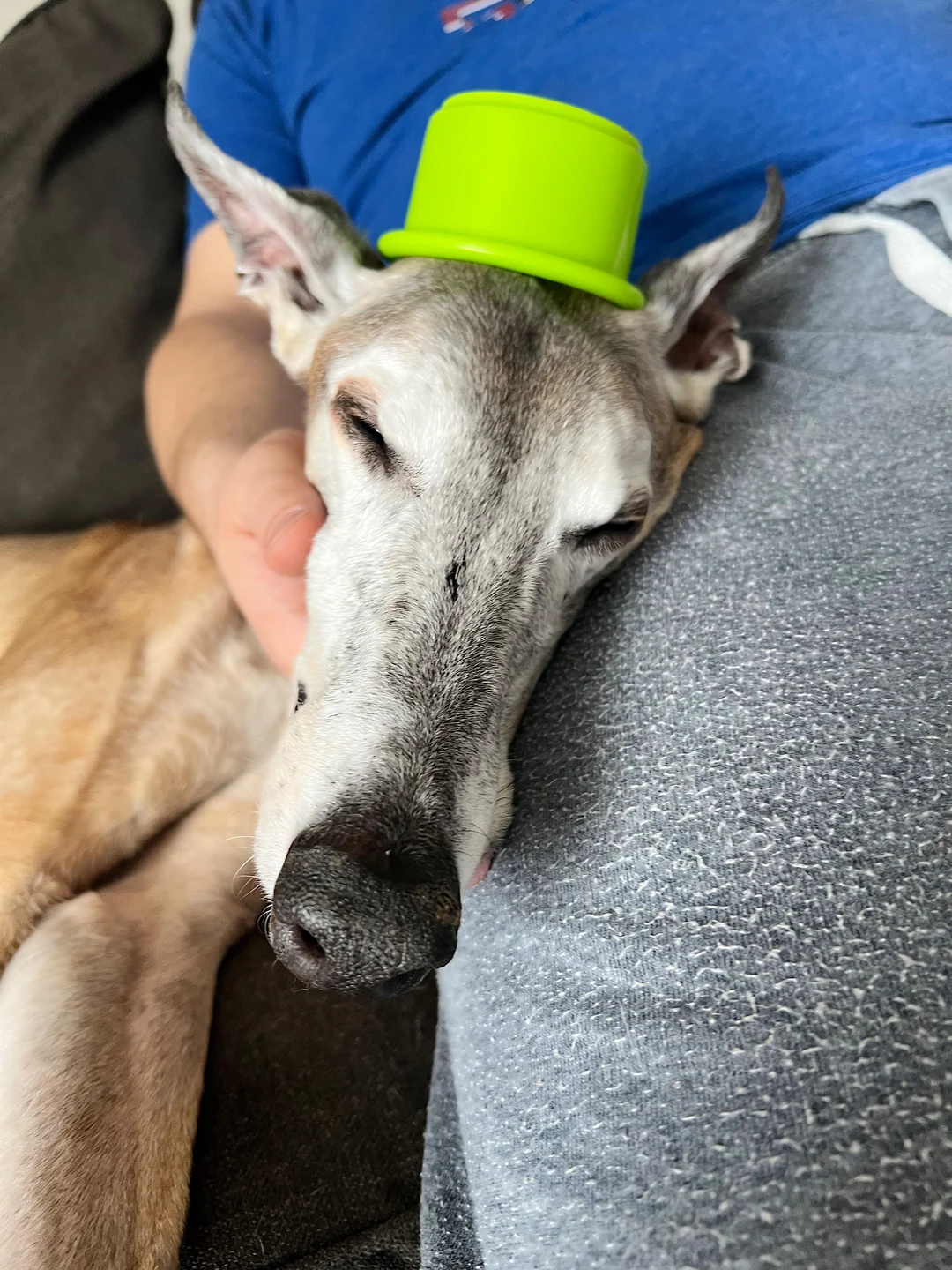 A distinguished gentleman 🎩 | Scrolller