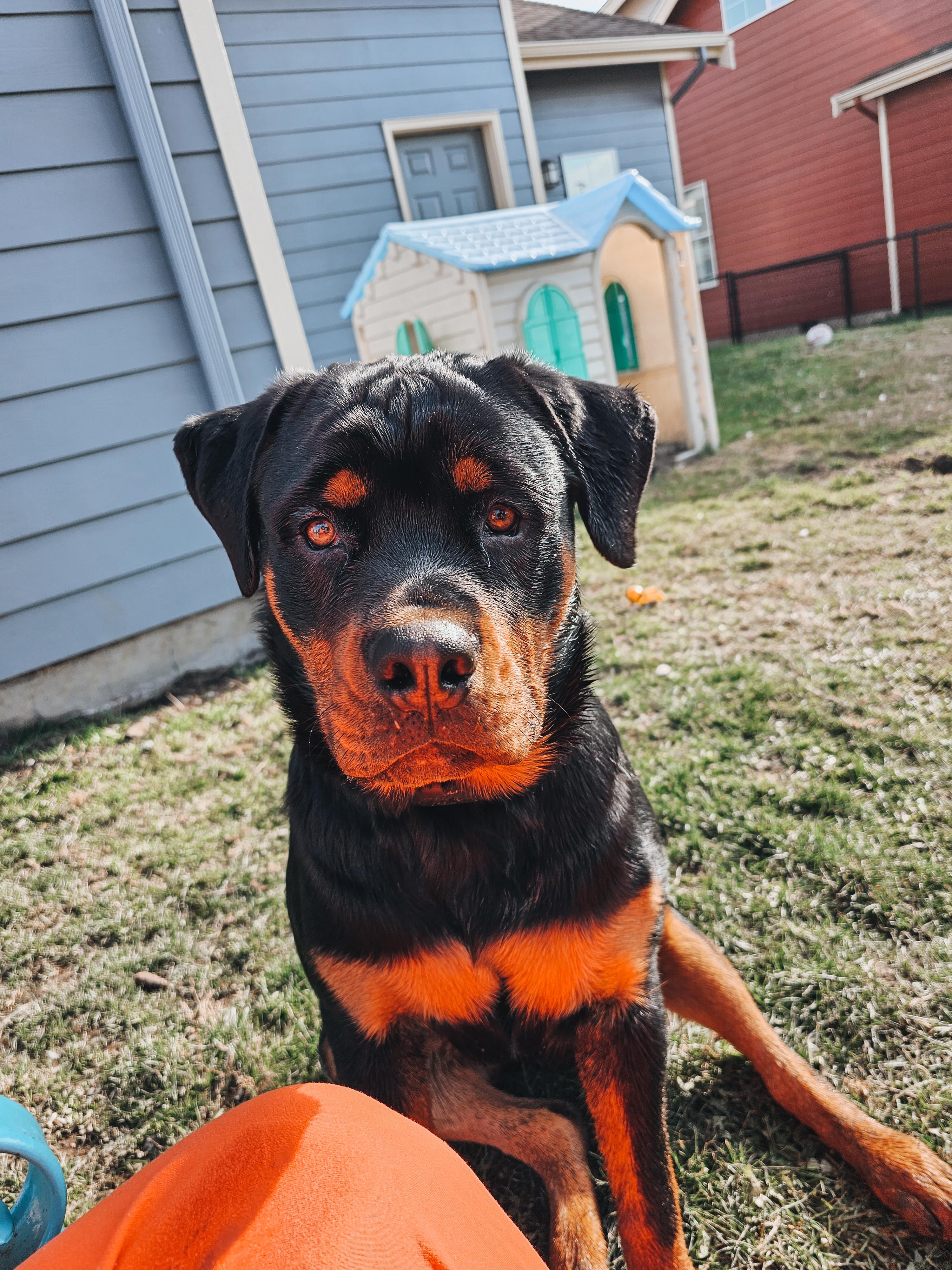 Chop's first spring 💖🌱 | Scrolller