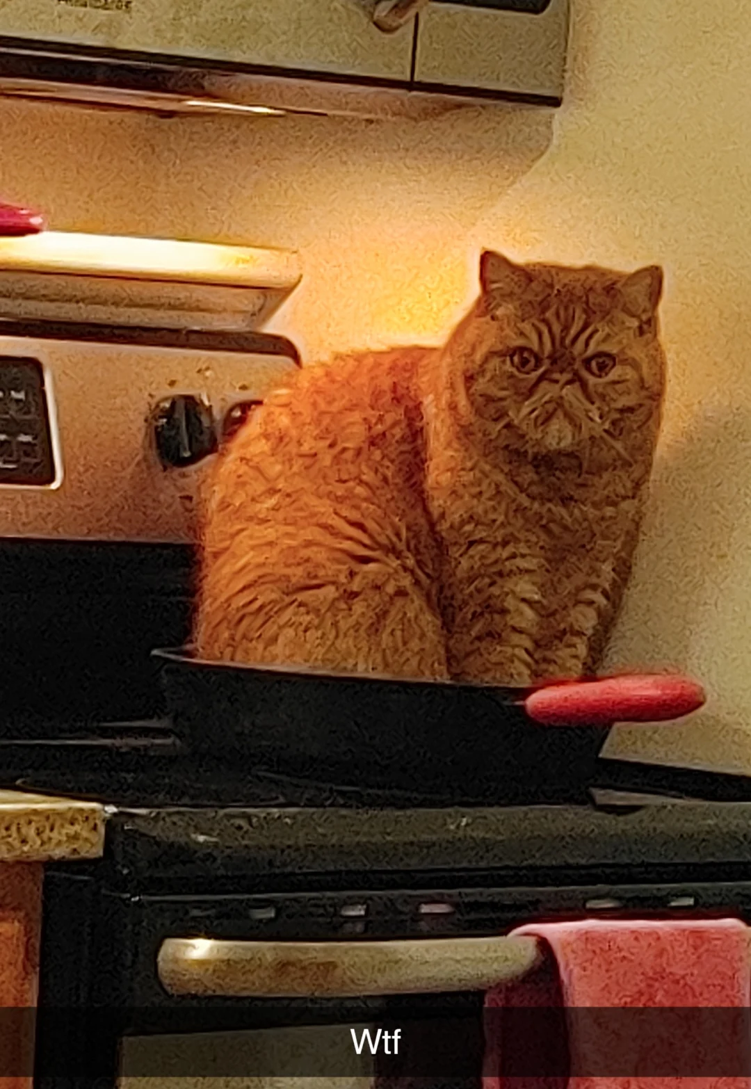 Goddamn it cat | Scrolller