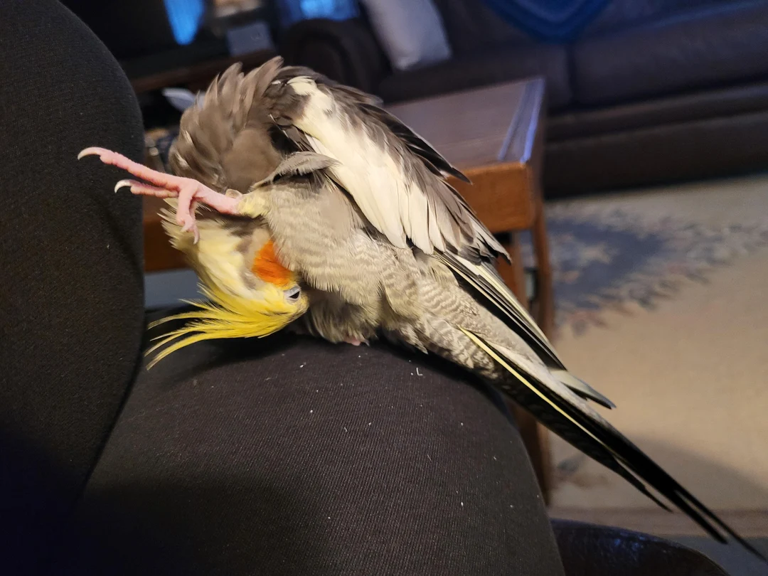 Weird birb yoga | Scrolller