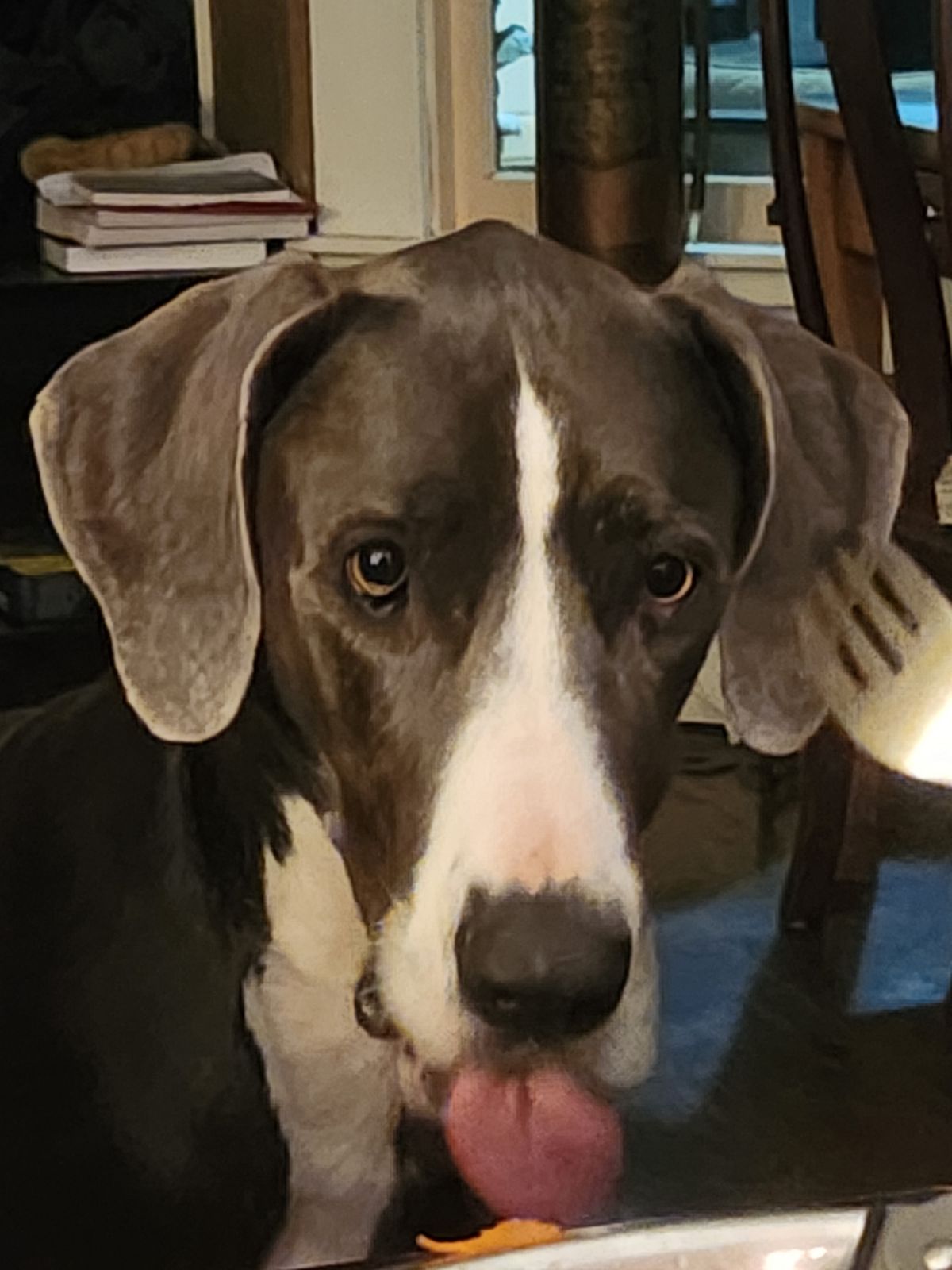 Dingus dane being goofy | Scrolller