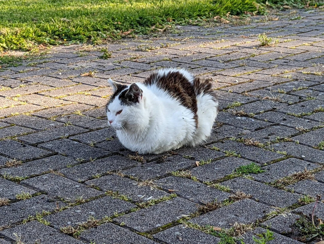 Finally caught him loafing | Scrolller