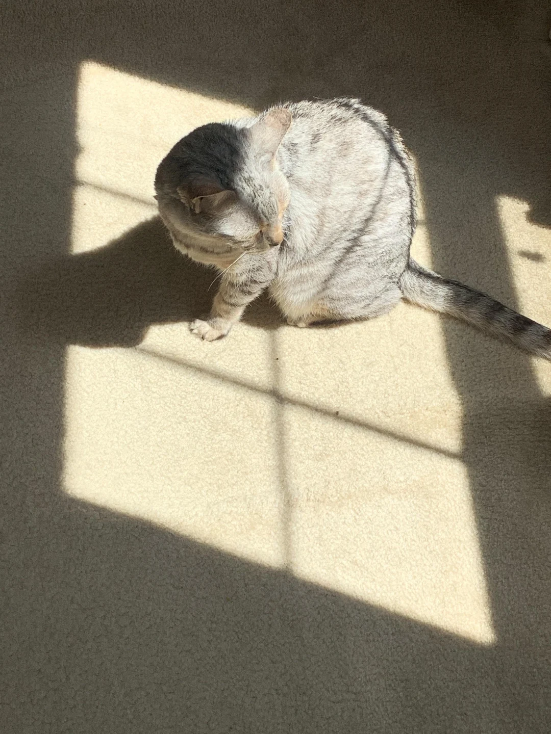 Cat Trapezoid | Scrolller