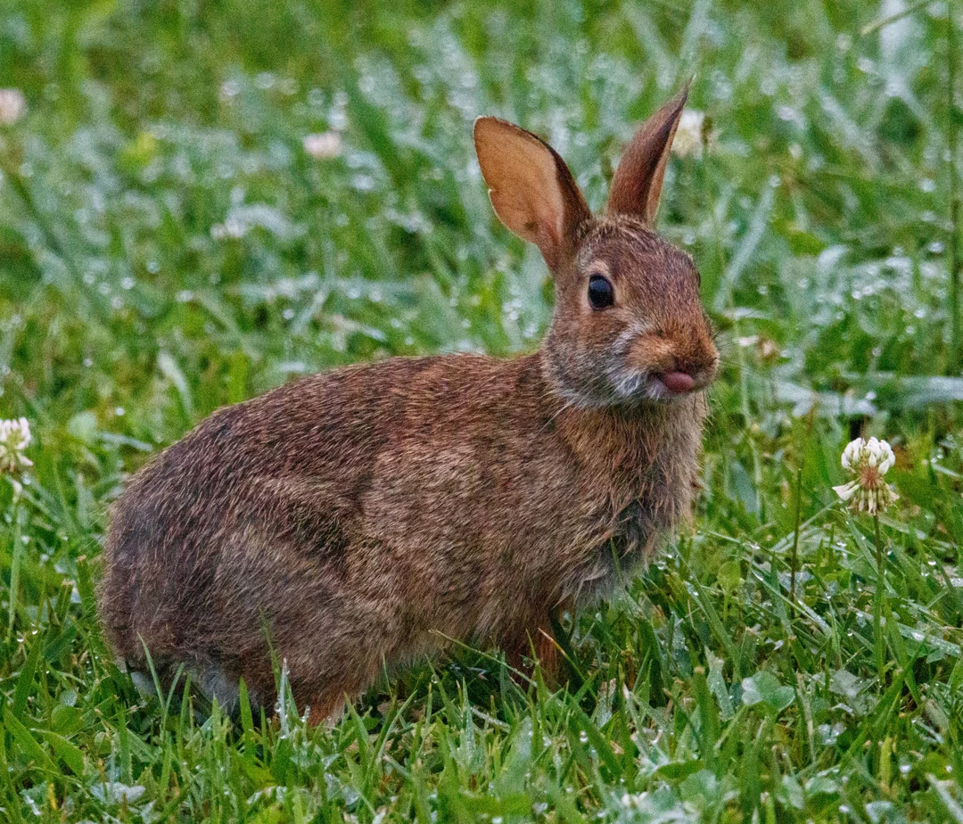 Discover more like AnimalsBeingDerps: Cottontail and Related Content | Scrolller