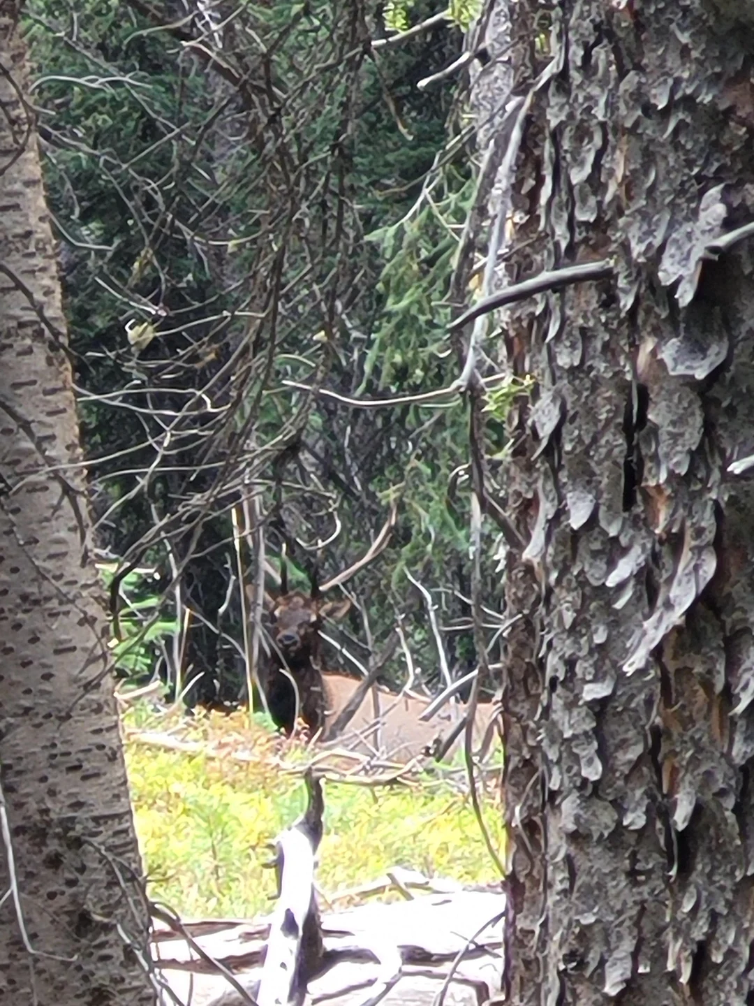 Only have a buck tag, only seeing elk | Scrolller